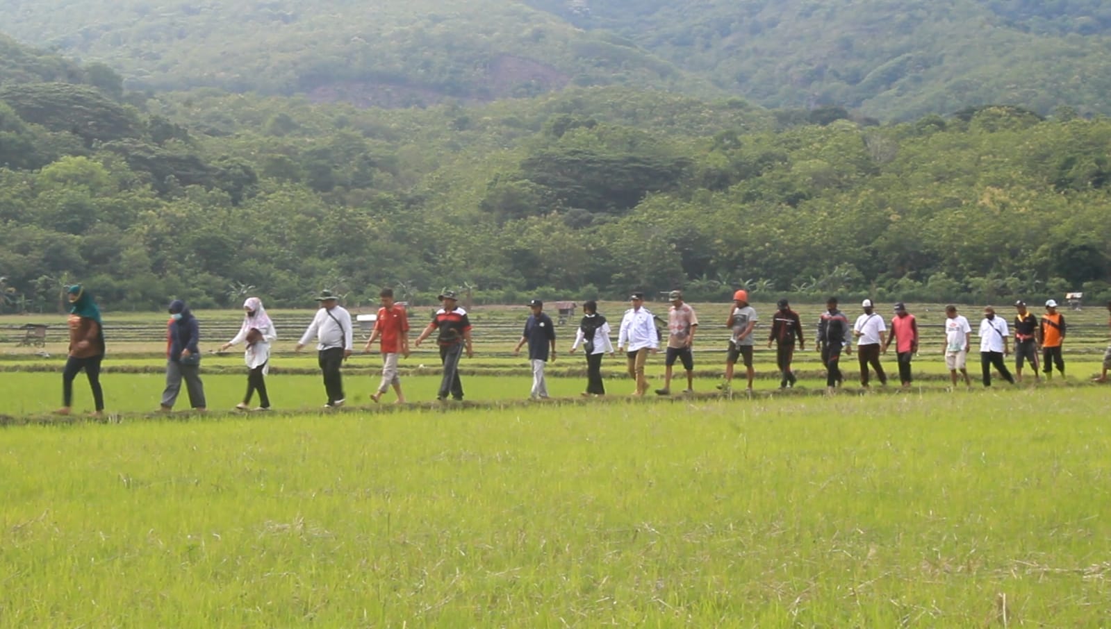 Mappalili, Tradisi Masyarakat Bugis Yang Masih Dilakukan Di Parepare ...